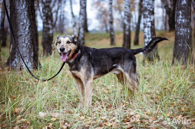 Стенли Брамс ищет своих лучших хозяев