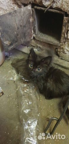 Чёрный котёнок