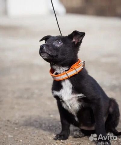 Щенок Молли