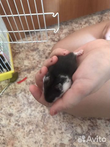 Хомячок Кэмпбелла