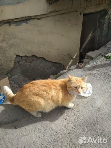 Чудесный рыжий котик