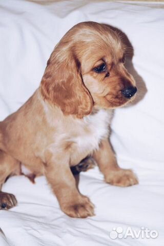 Шикарный щенок английского кокер-спаниеля