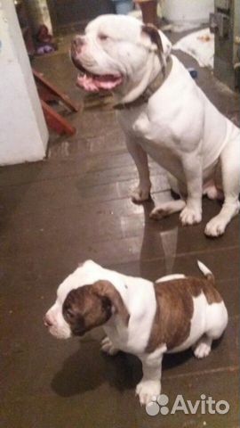 Американский бульдог