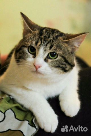 Котёнок Василиса
