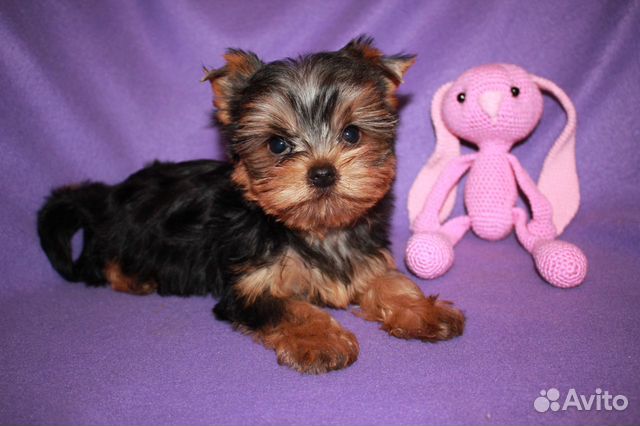Красивая девочка йоркширского терьера 2,5 мес