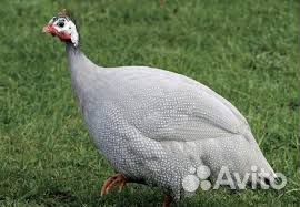 Продается семья цесарок (петушок и три курочки)