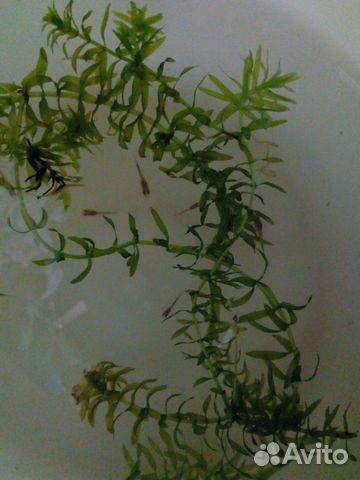 Мальки гуппи