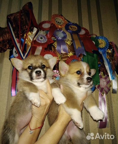 Вельш корги пемброк щенки 2 девочки