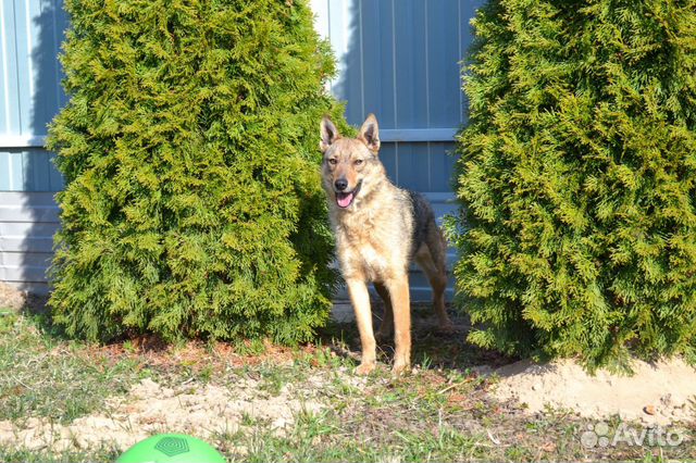 Волченок ищет дом
