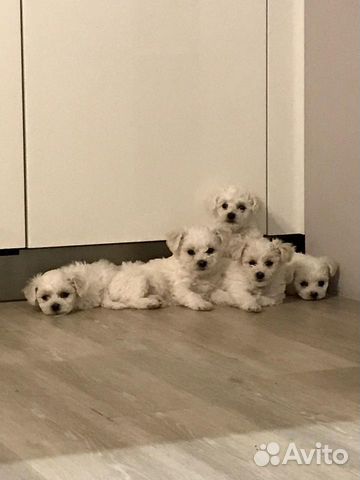 Бишон фризе