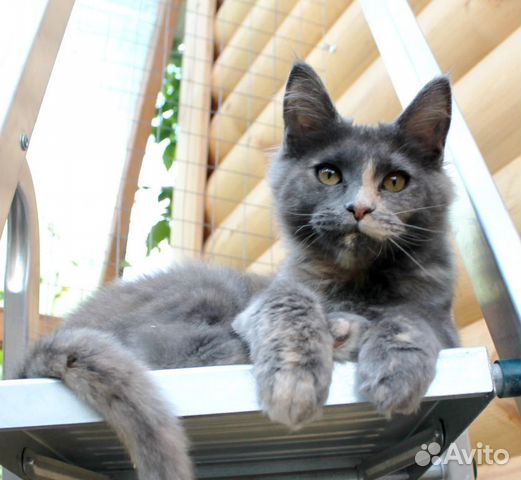 Крапивишна-крупная голубокремовая мейн кунша