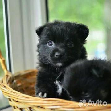 Щенки метисы шпица
