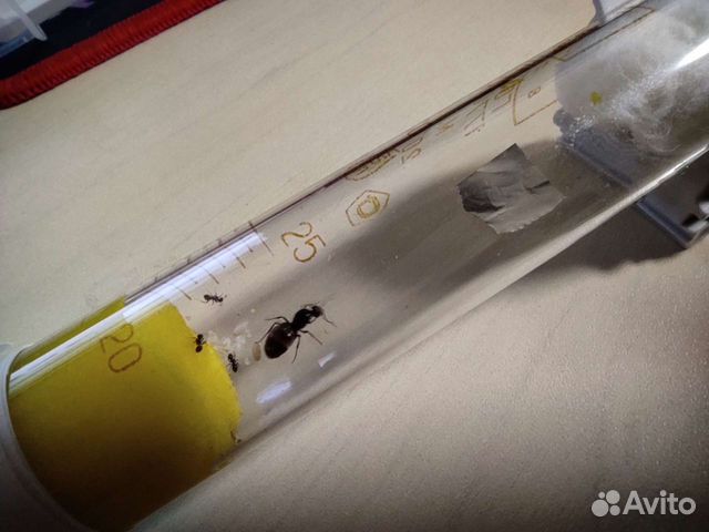 Матка lasius niger с небольшой колонией