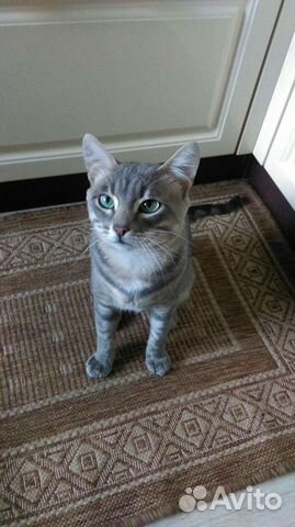 Кот добрячок