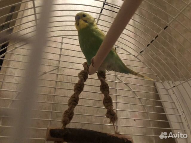 Волнистый попугай мальчик