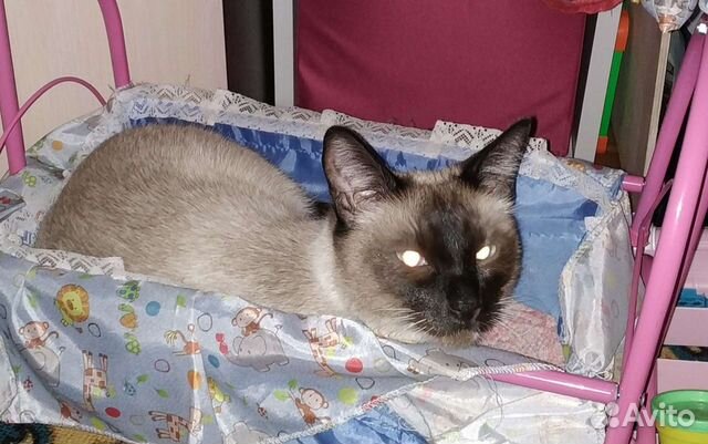 Потерялся сиамский кот