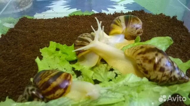 Ахатинские улитки (детеныши)