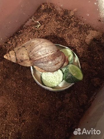 Улитка ахатинская