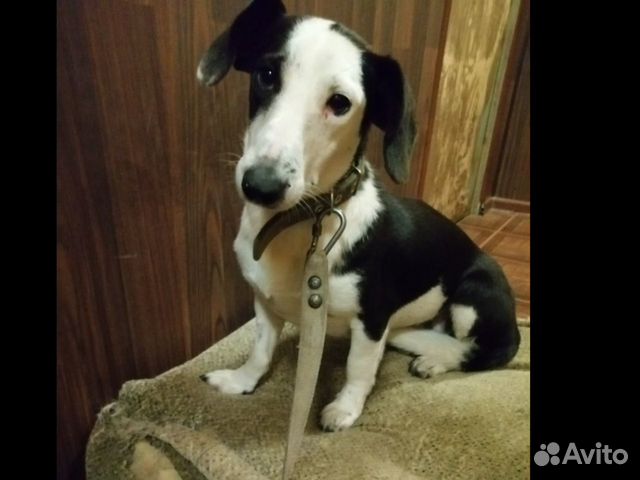 Метис таксы Ванечка ищет дом и семью