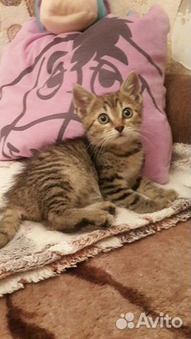 Девочка 2 месяца