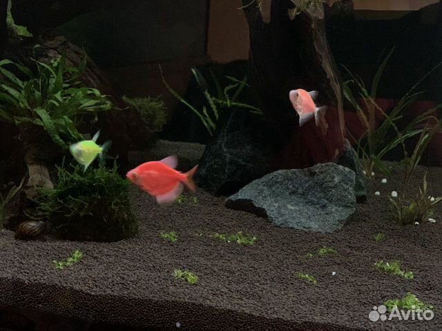 Тернеции glofish