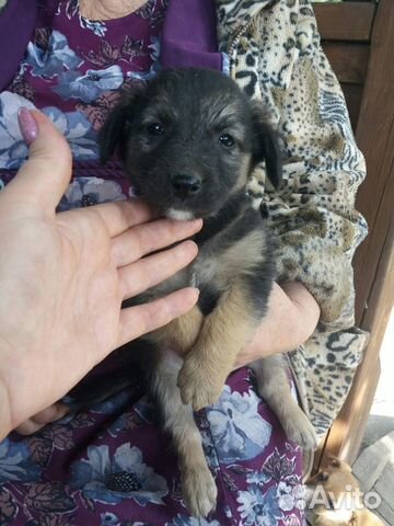 Щенок в добрые руки