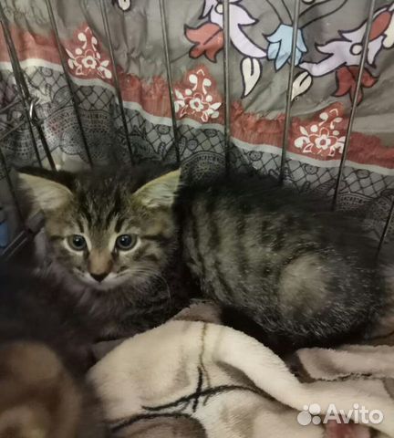Котенок-сибирячок