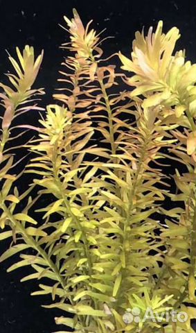 Rotala indica