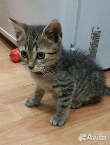 Чудо девочка 2 месяца