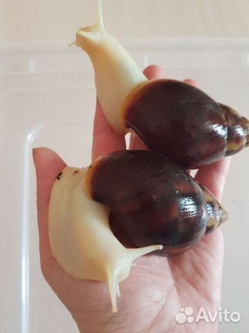 Улитки Ахатины