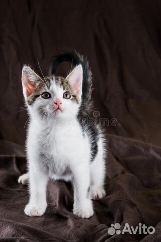 Котятки очаровашки