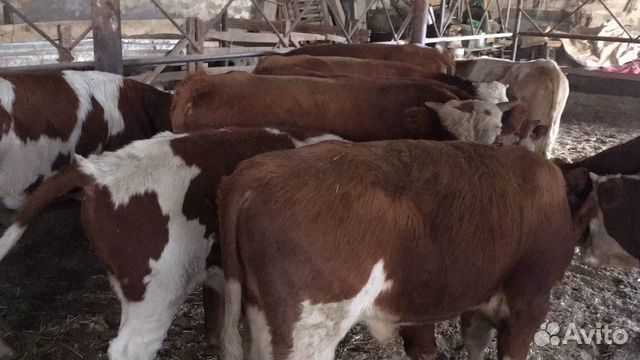 Телята бычки подсосные