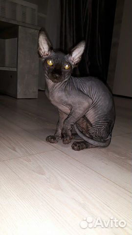 Канадский сфинкс