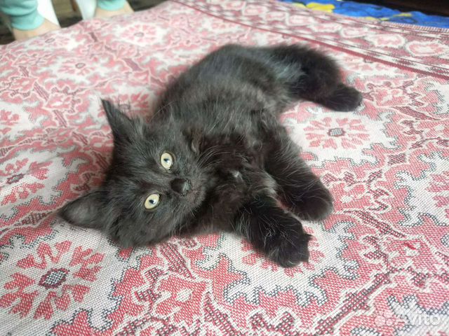 Котенок (девочка) 1.5месяца