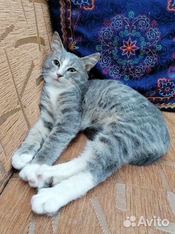 Котенок Тимоша