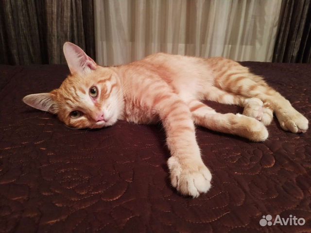 Котенок
