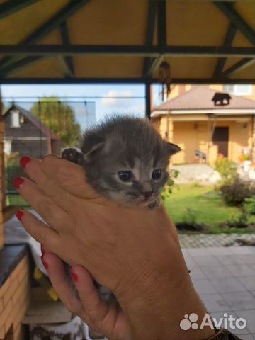 Сибирские котята