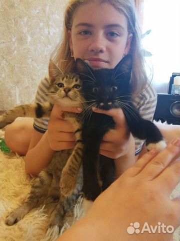 Котятки