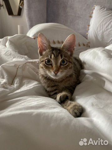 Полосатый котёнок Варежка мечтает о новом доме