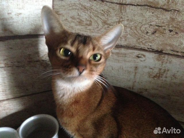 Абиссинская кошка