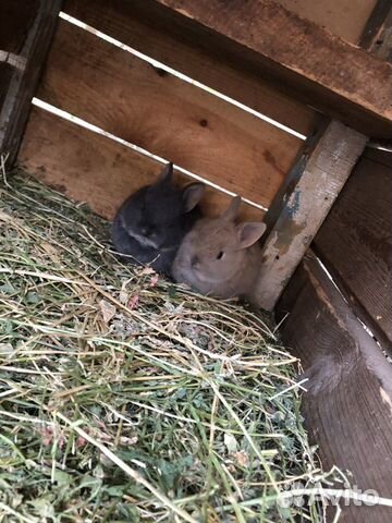 Декоративные кролики