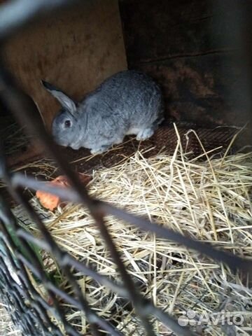 Крол и крольчихи