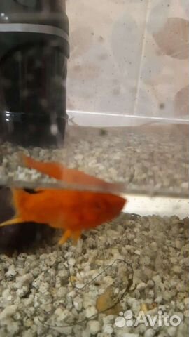 Отдам рыбок