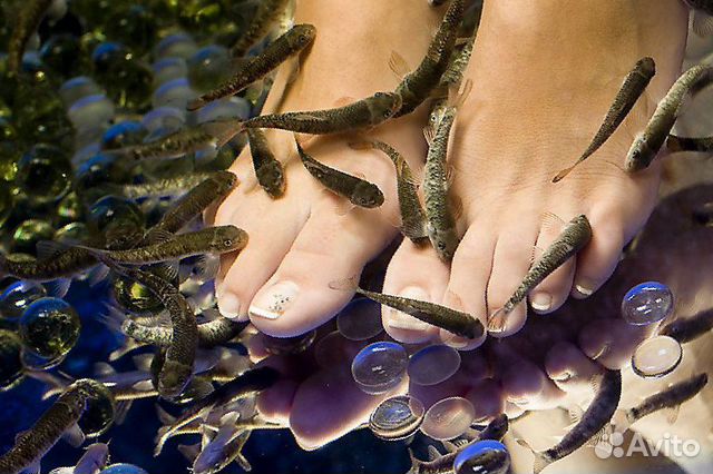 Гарра руфа (рыбка-доктор)