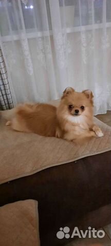 Померанский шпиц