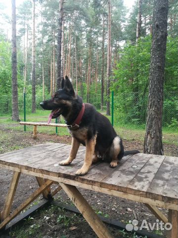 Вязка Немец