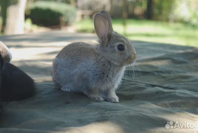 Кролик крольчата