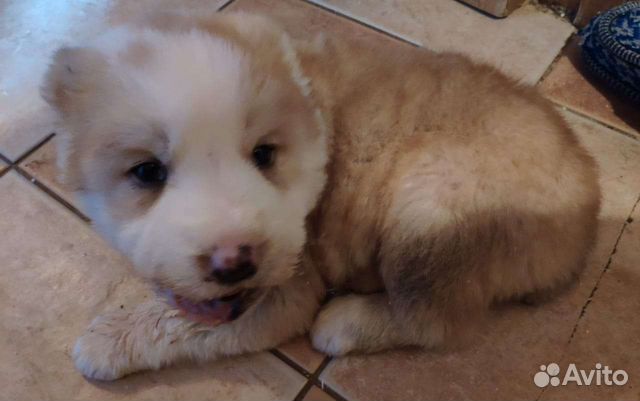 Щенок среднеазиатской овчарки (алабая)