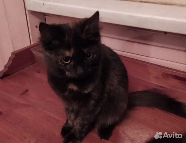 Котенок трёхцветная черепашка