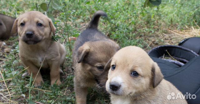 Щенки дворняжки